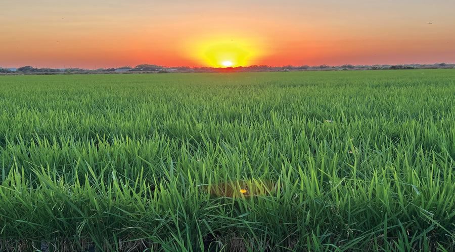 Frequently Asked Questions – Honestly Texas Rice